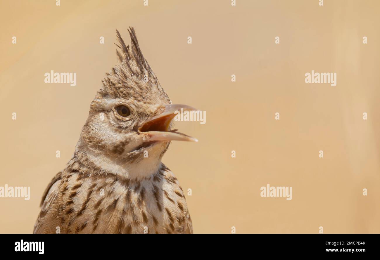 A beautiful view of Crested lark on the rocks with blurred background ...