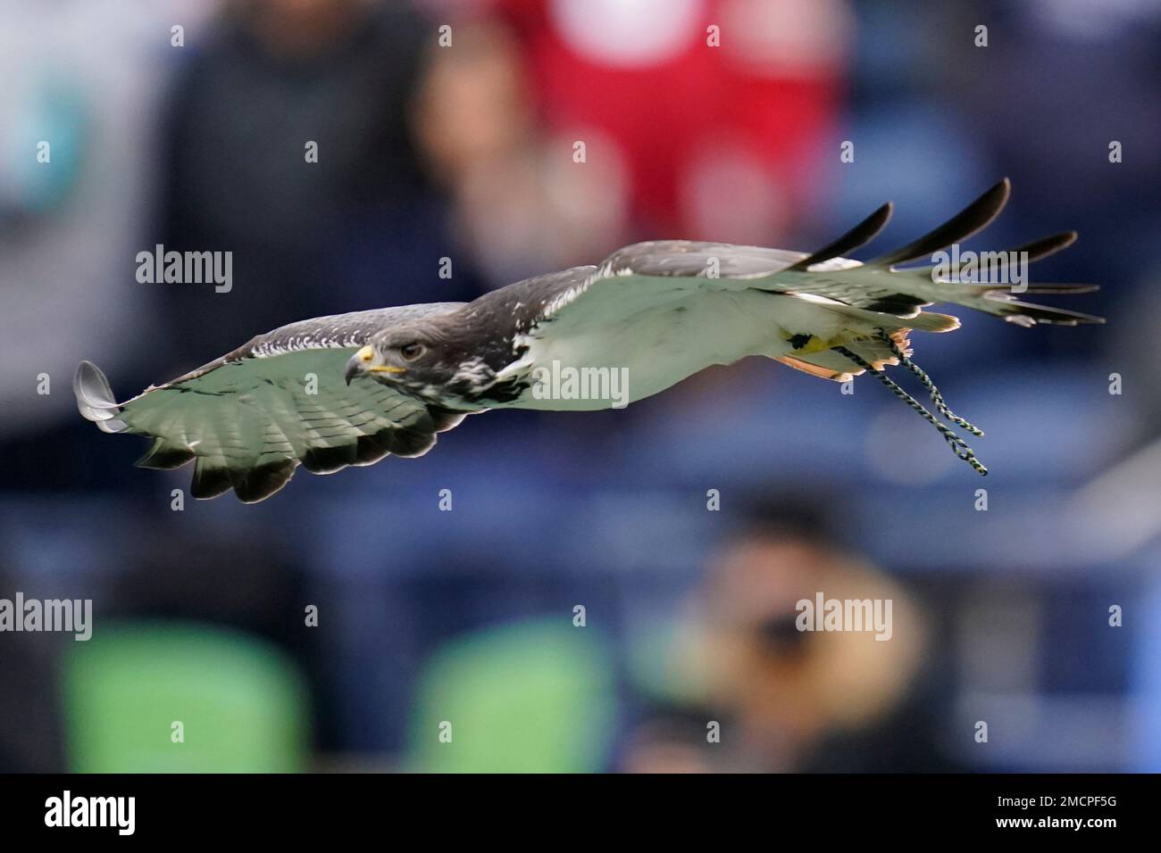 Seahawk Getting Attacked By Birds