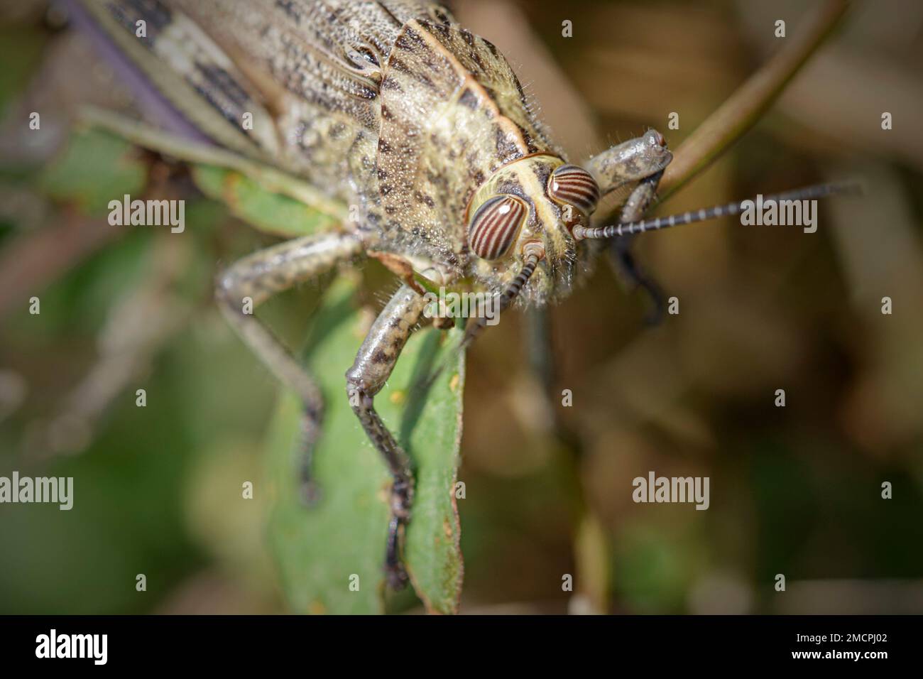 Portuguese insects hi-res stock photography and images - Alamy