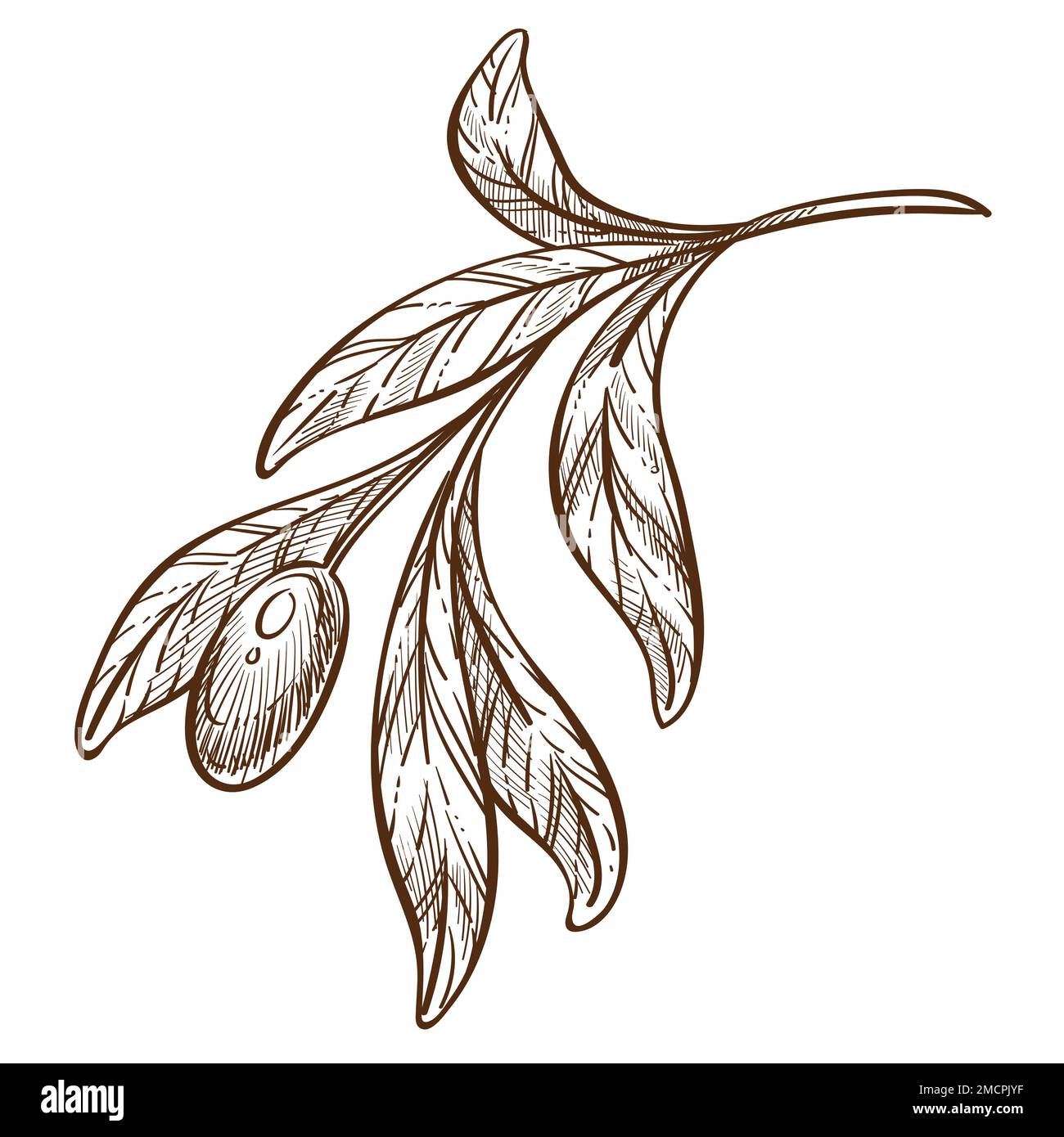 Olive branch plant with leaves Greek food isolated sketch Stock Vector ...