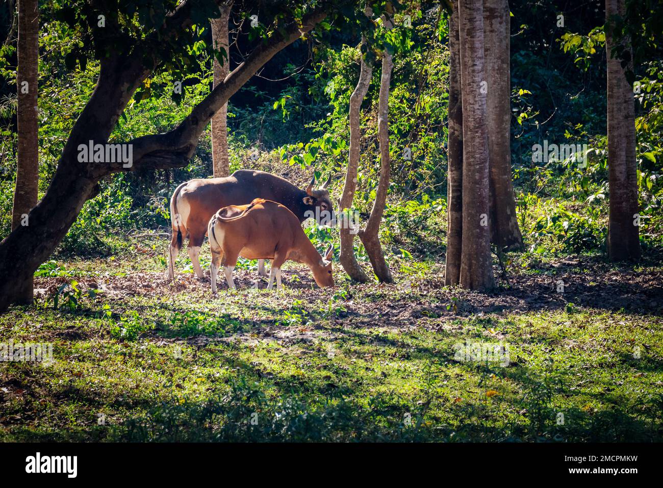 Bali cattle hi-res stock photography and images - Alamy