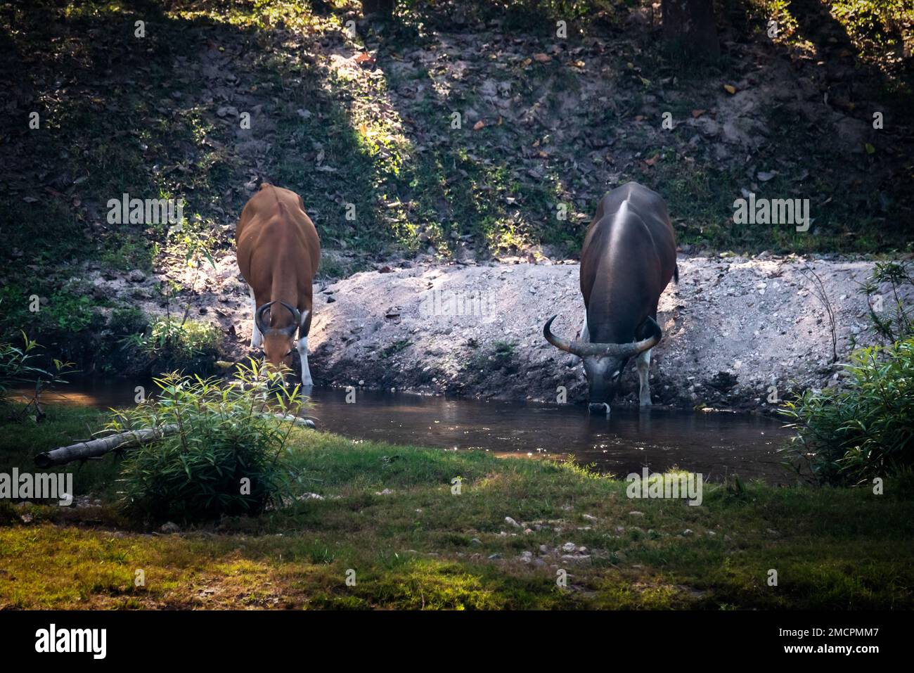 Bali cattle hi-res stock photography and images - Alamy