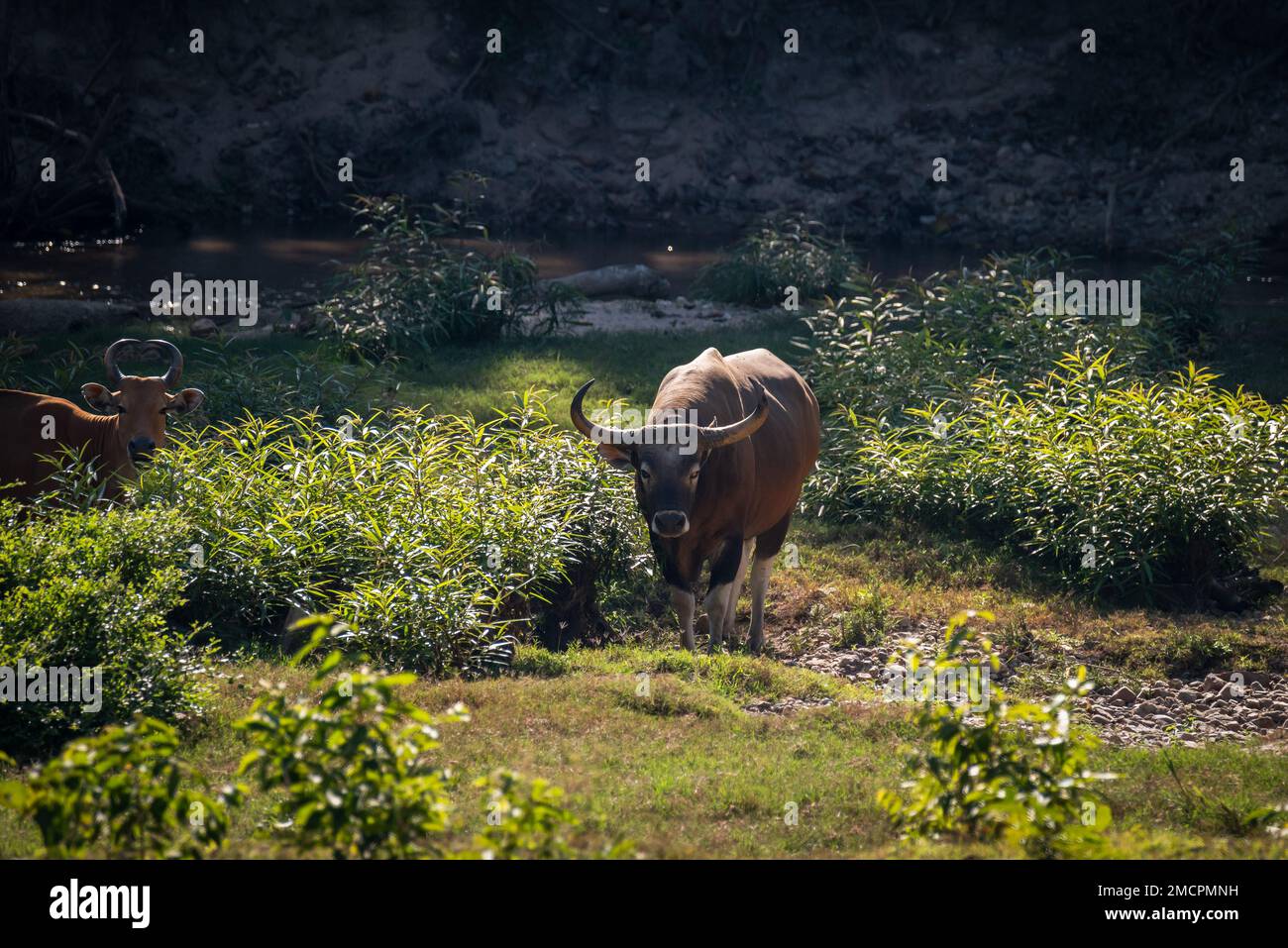 Asian cattle breed hi-res stock photography and images - Alamy