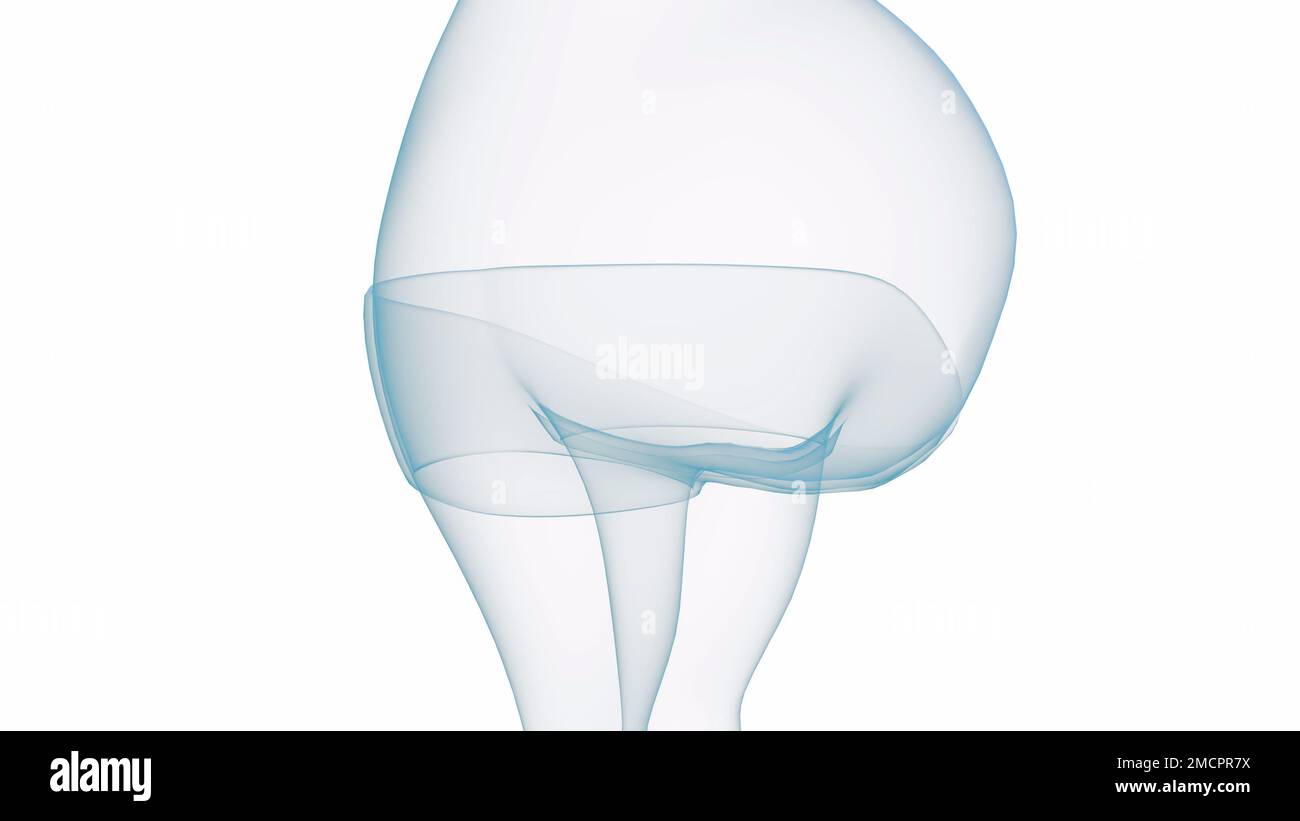 X-rays of the process of weight gain obesity and weight loss 3d render ...