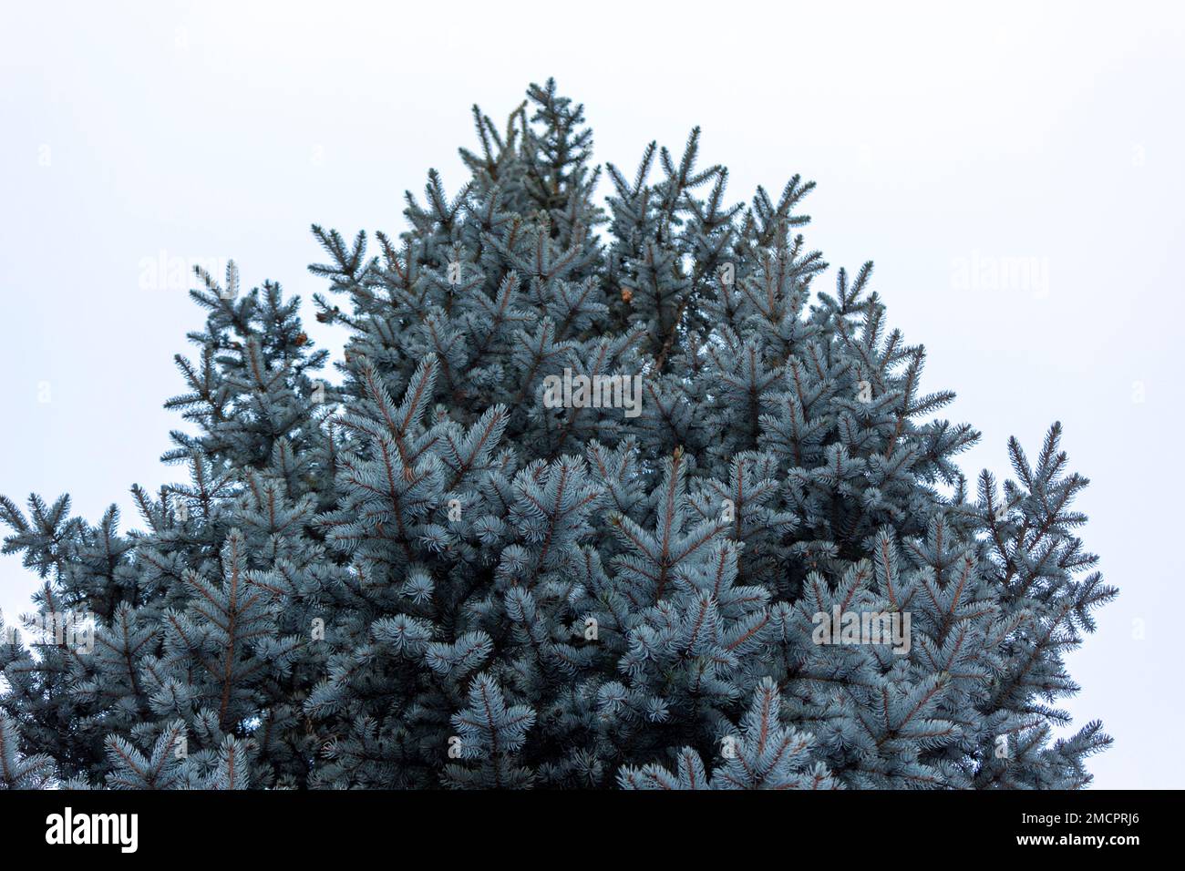 Tall forest blue spruce on an isolated background.Crown spruce Stock Photo - Alamy