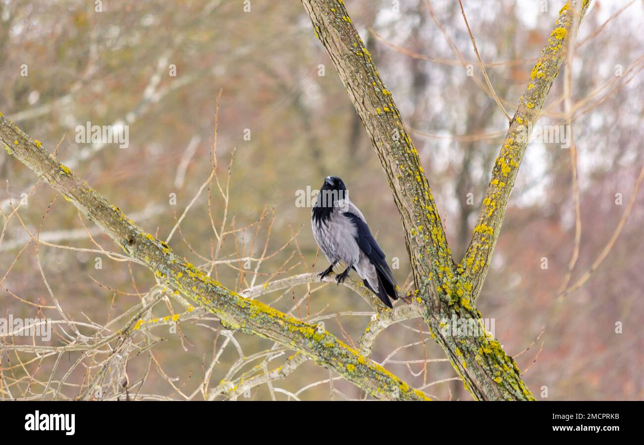 Raven standing on branch hi-res stock photography and images - Alamy