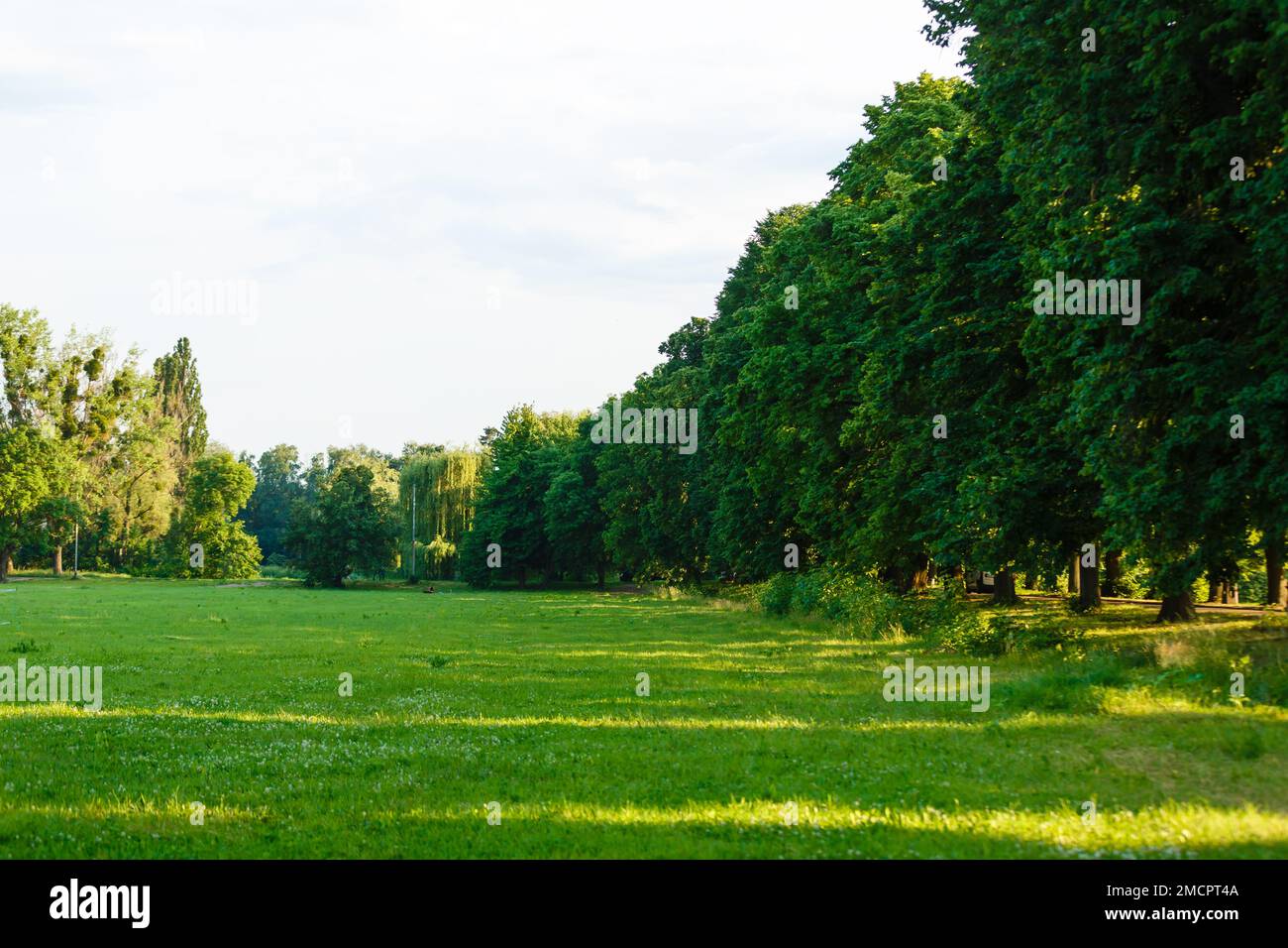 Background image of lush grass field Stock Photo - Alamy