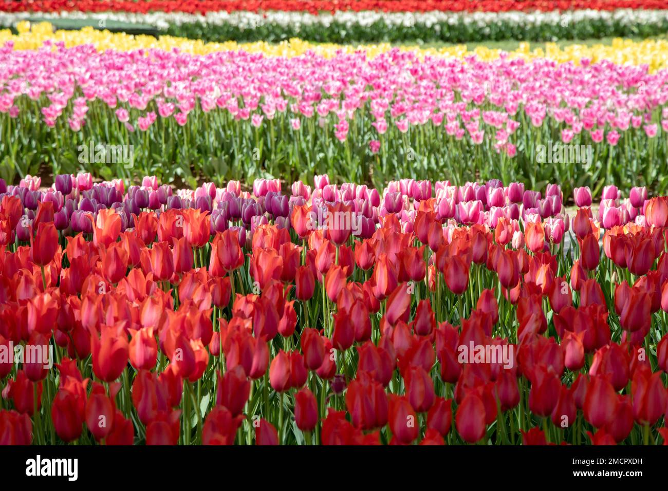 View of many mixed color tulips Stock Photo - Alamy
