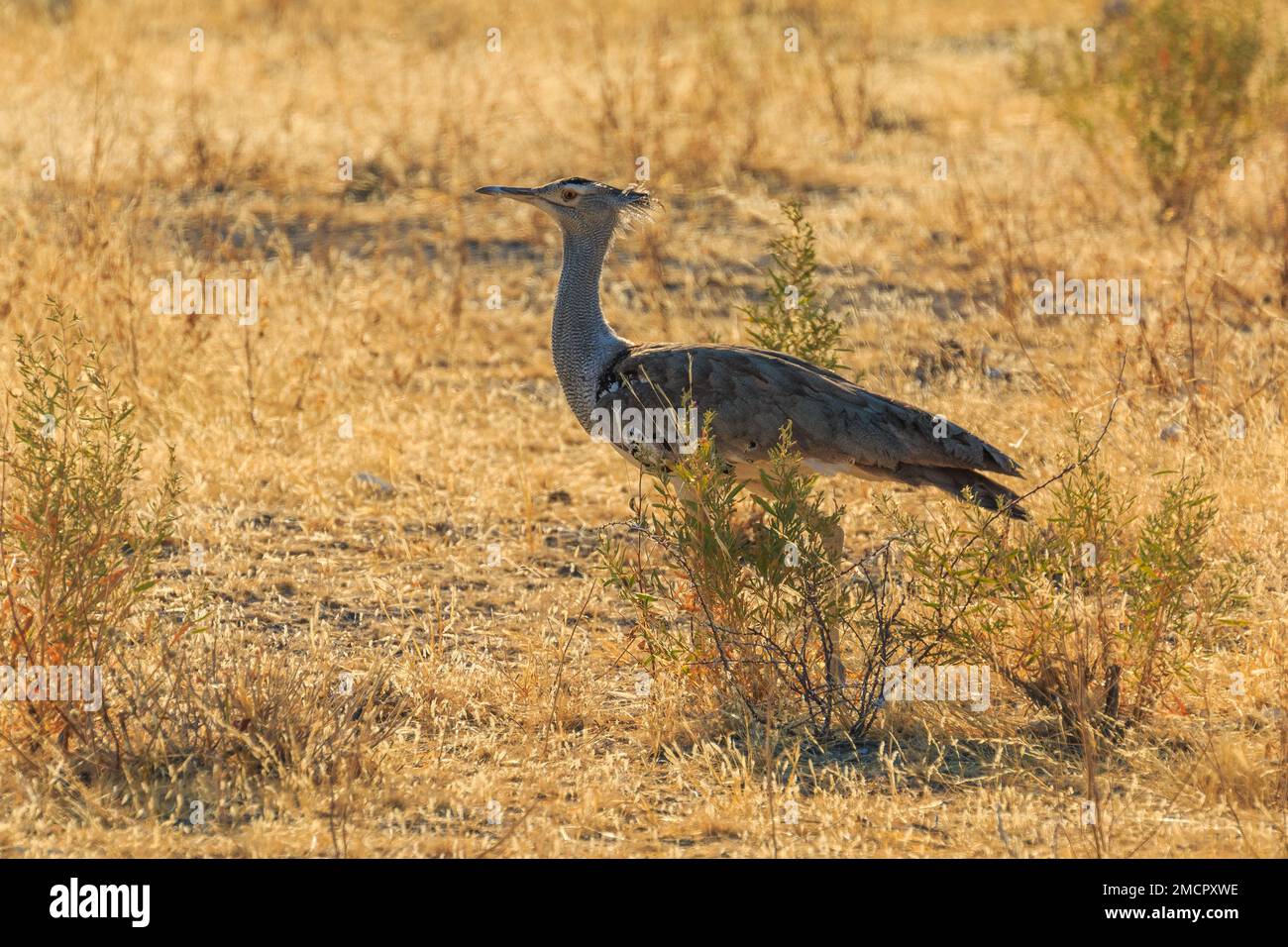 Kori bustard. largest flying bird native to Africa in natural habitat ...