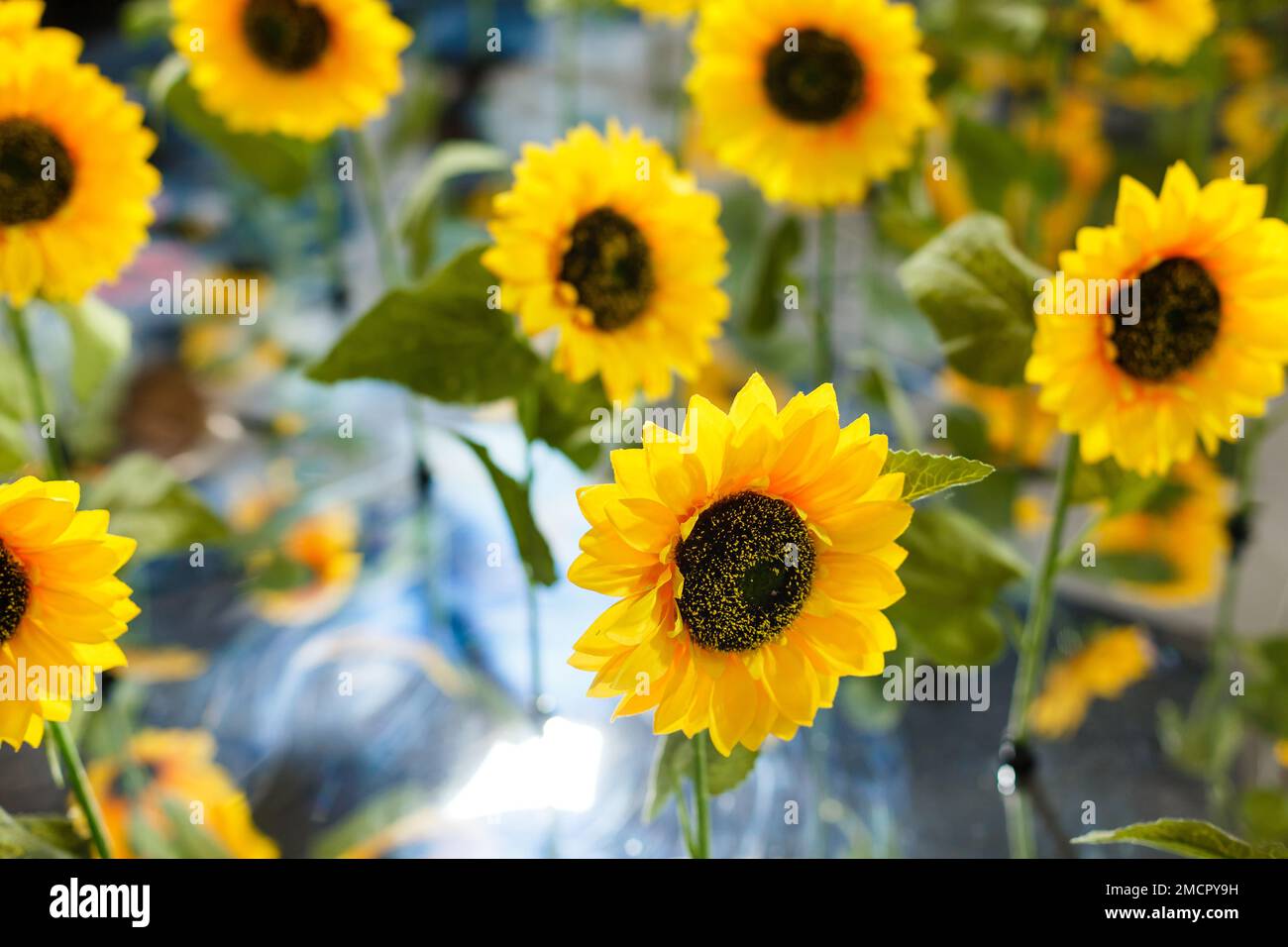 Sunflowers on a wood background. Copy space. Top view. Autumn concept ...