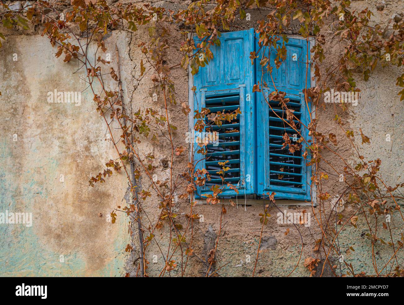 Abandoned house window with dilapidated wooden wall and overgrown plant ...