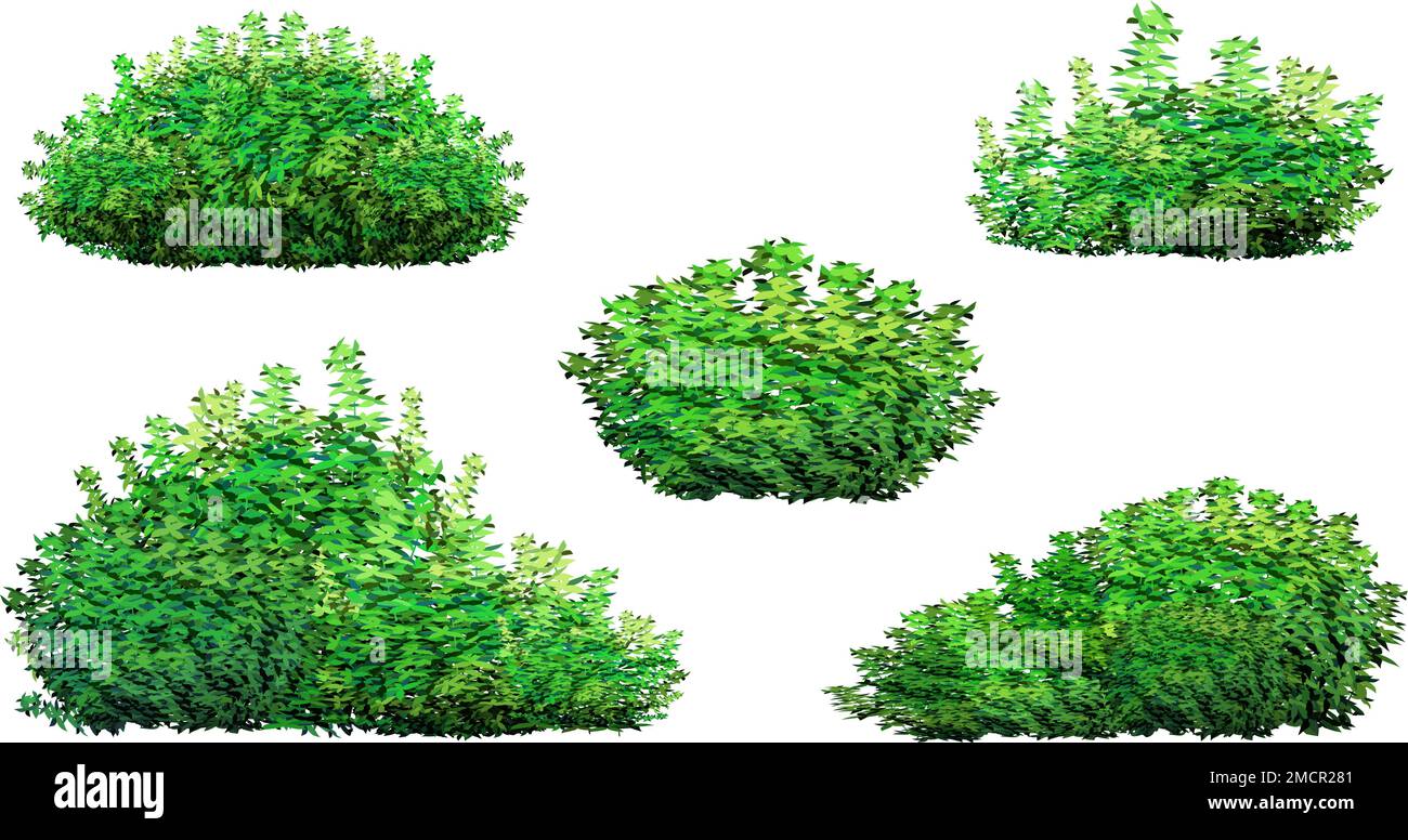 Realistic garden shrub, seasonal bush, boxwood, tree crown bush foliage ...