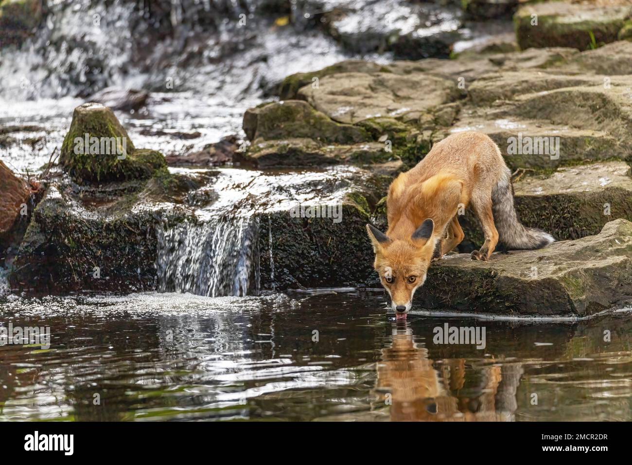 Cute fox is posing next to a waterfall drinking from a stream ...