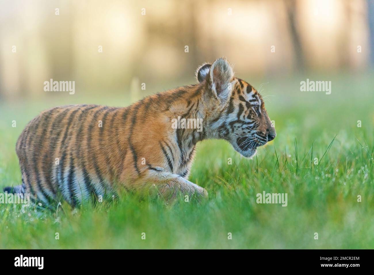 Closeup side view of Bengal tiger cub posing in the tall grass ...
