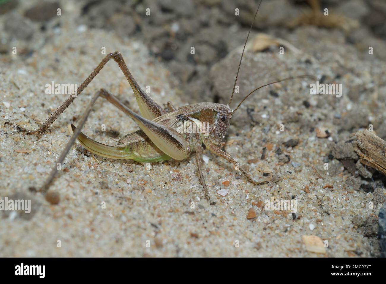 Natural closeup on the rare, endangered Grey Bush-cricket, Platycleis ...