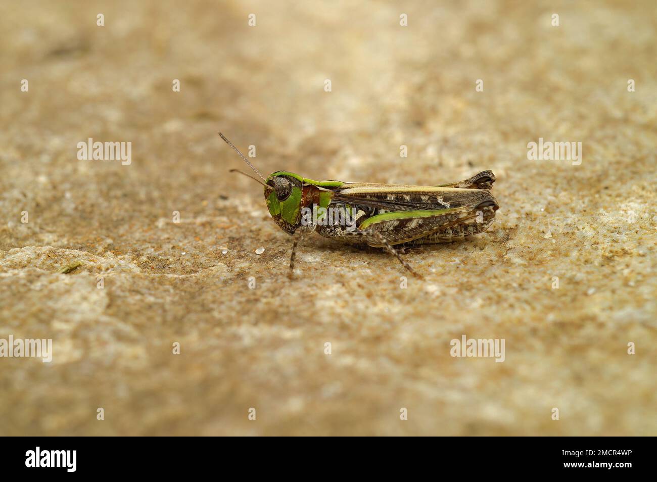 Detailed closeup on a colorful mottled grasshopper, Myrmeleotettix ...
