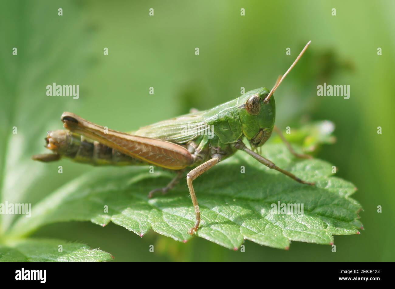 Natural closeup on the rare, endangered Grey Bush-cricket, Platycleis ...