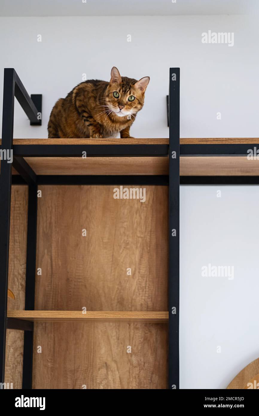 Funny playful cat sitting on shelf. Bengal cat looking down from rack ...