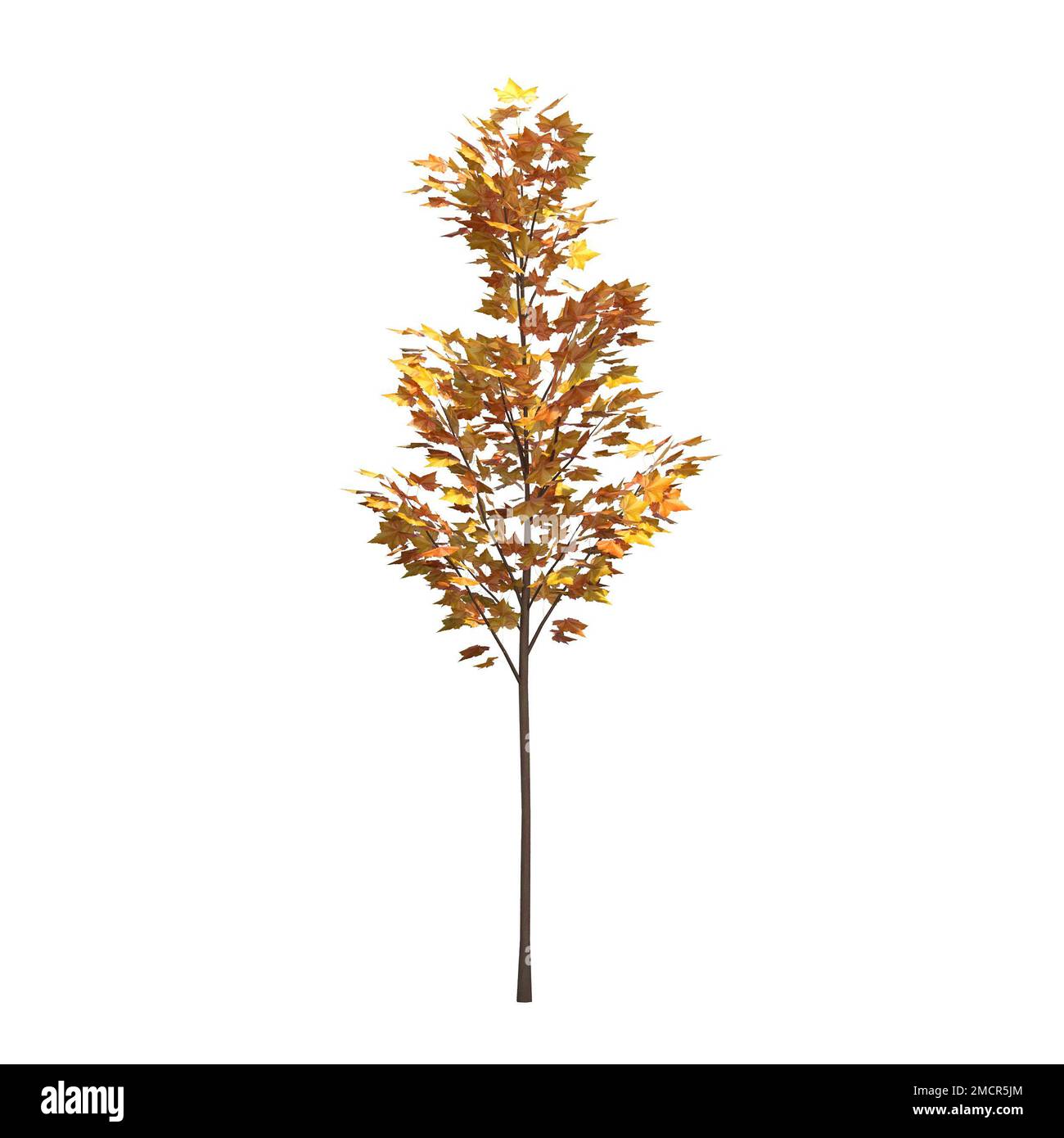 autumn tree isolated on white background, 3D illustration, cg render ...