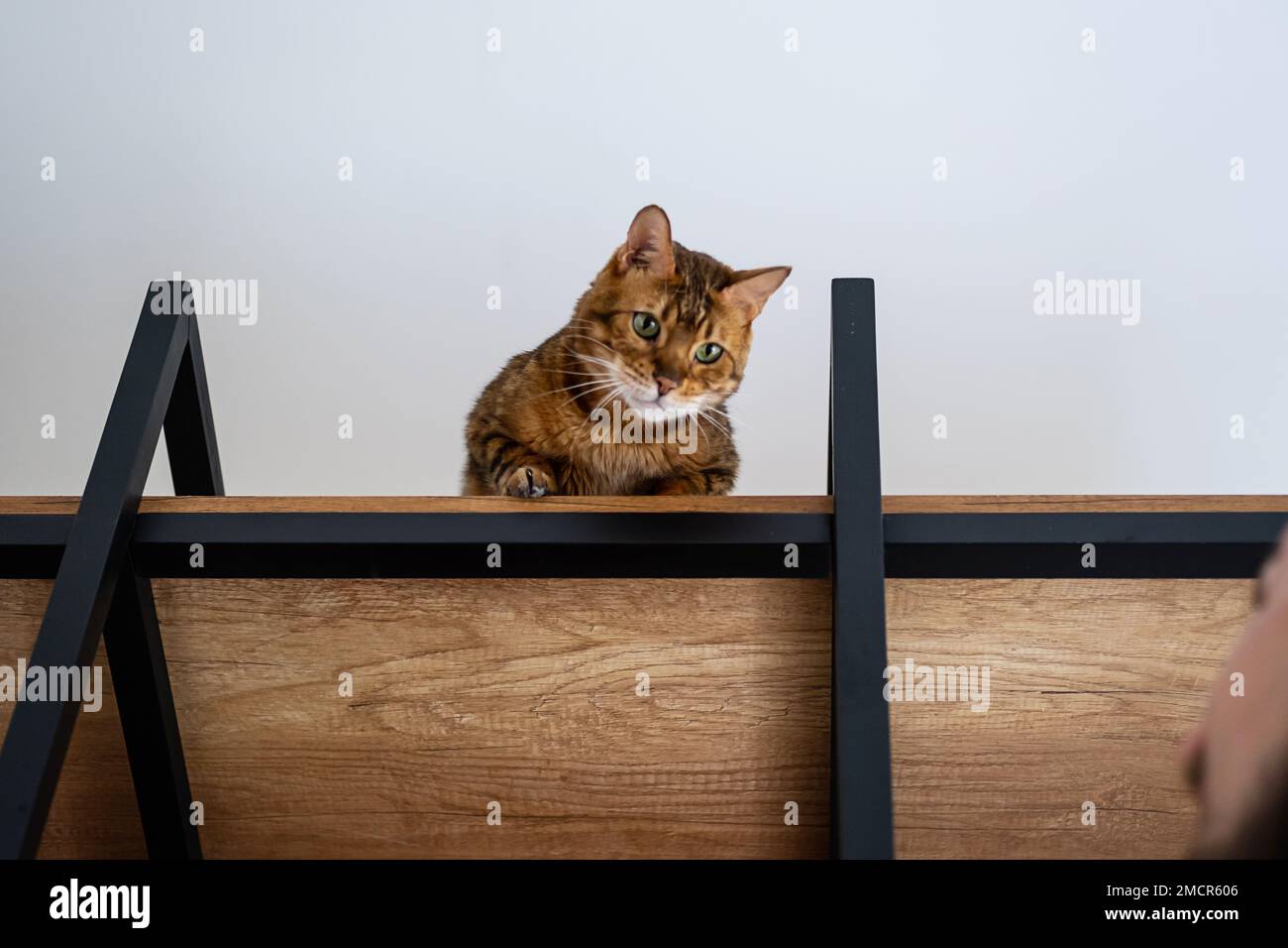 Funny playful cat sitting on shelf. Bengal cat looking down from rack ...