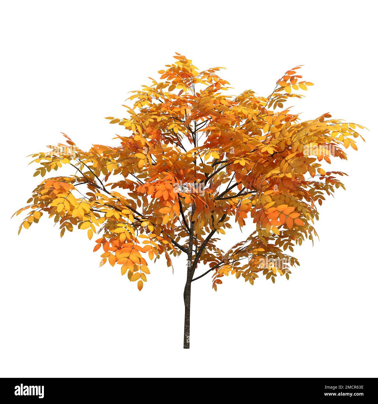 autumn tree isolated on white background, 3D illustration, cg render ...