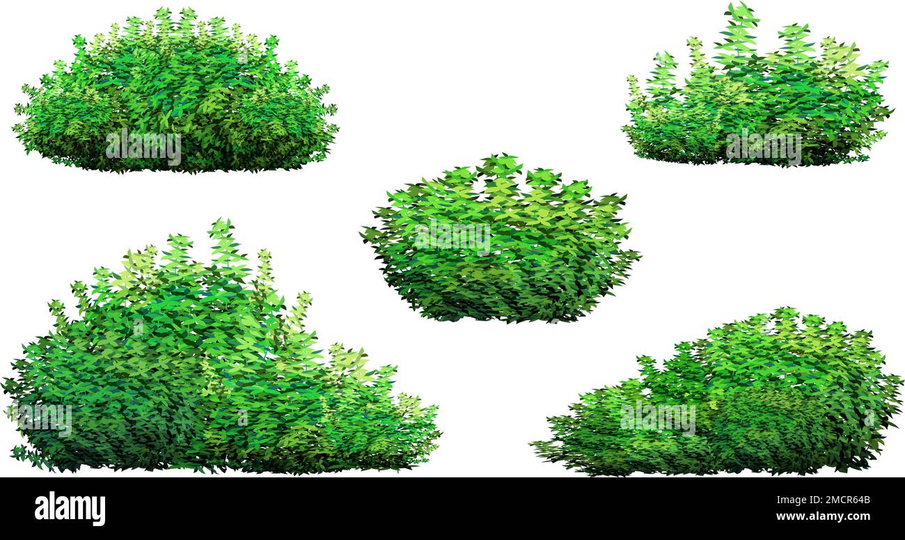 Realistic garden shrub, seasonal bush, boxwood, tree crown bush foliage ...