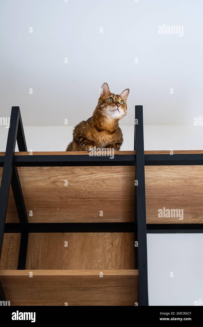 Funny playful cat sitting on shelf. Bengal cat looking down from rack ...