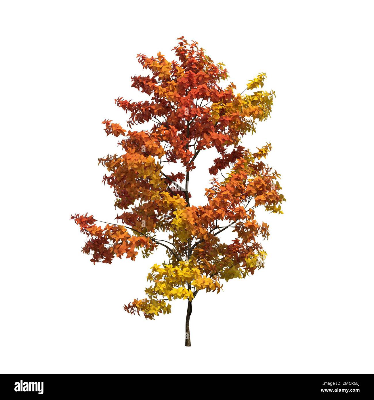 autumn tree isolated on white background, 3D illustration, cg render ...