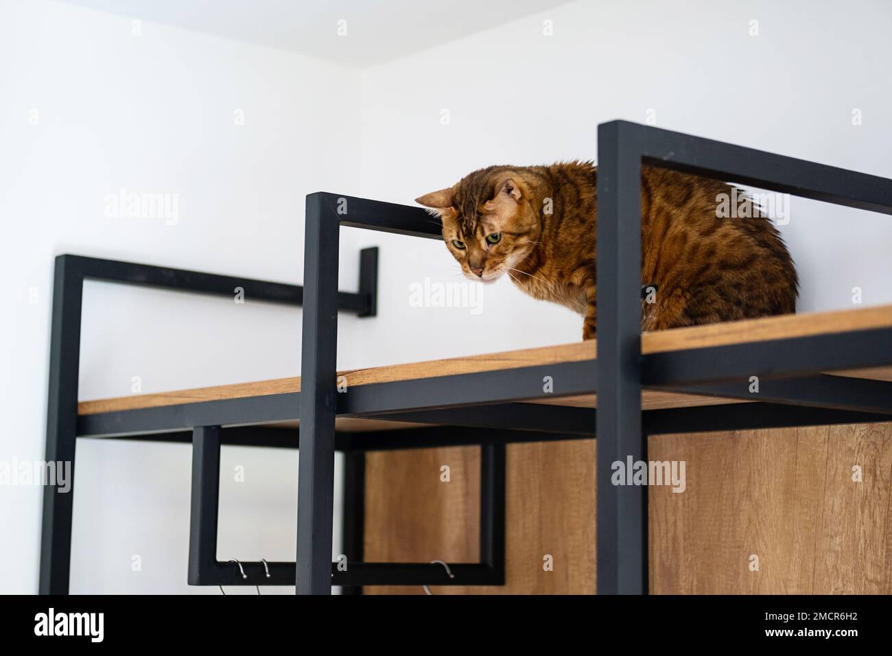 Funny playful cat sitting on shelf. Bengal cat looking down from rack ...