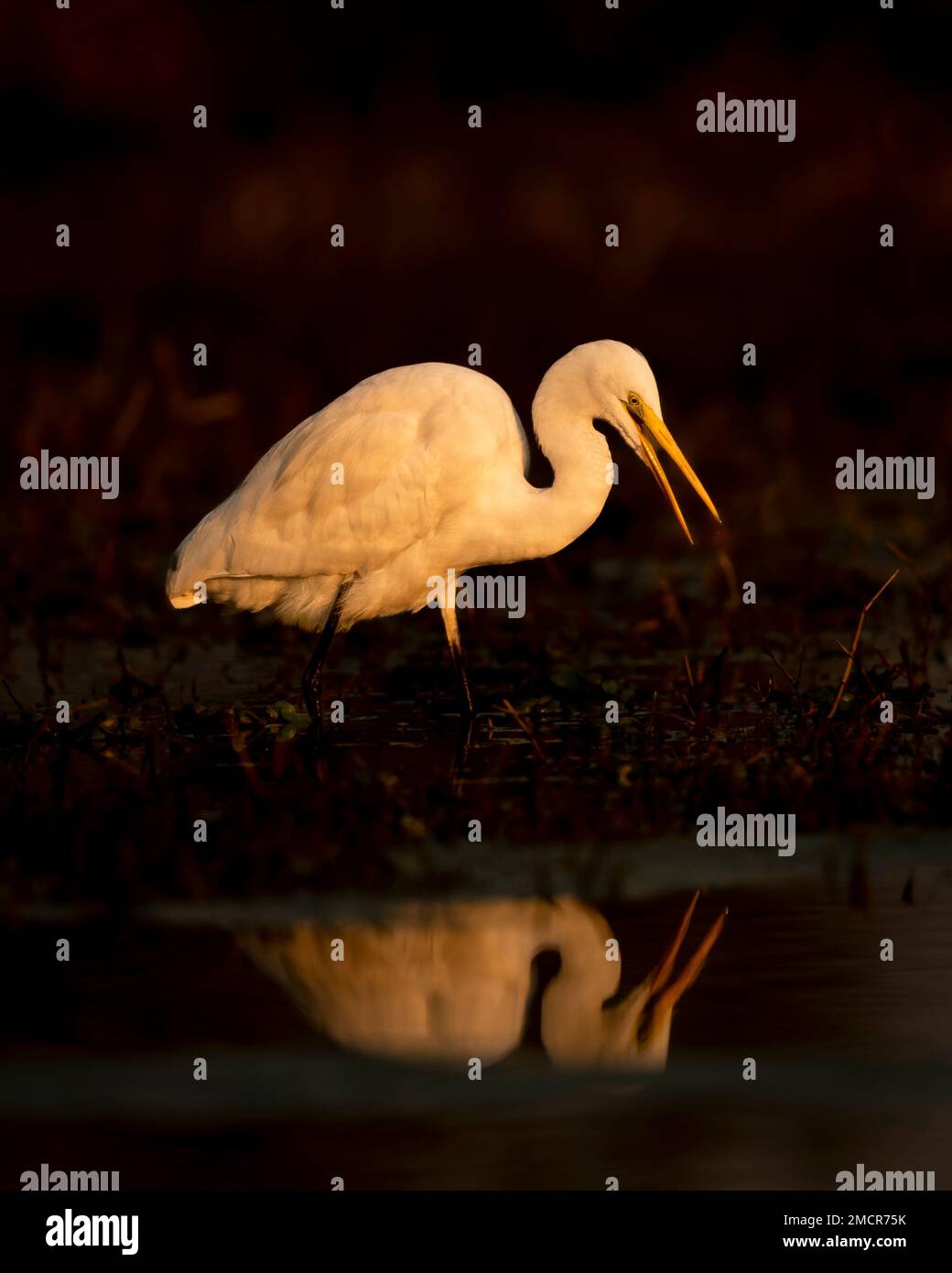 fine art portrait of great egret or ardea alba in isolated black ...