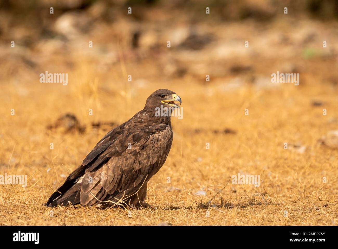 Steppe eagle or Aquila nipalensis with wingspan in golden hour light ...