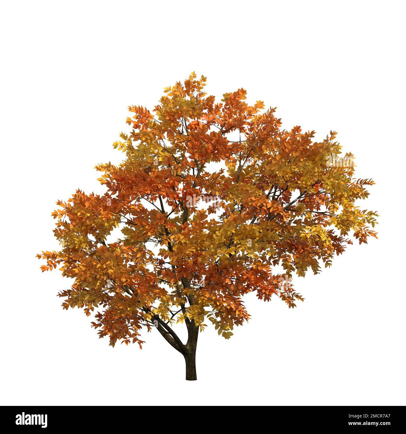 autumn tree isolated on white background, 3D illustration, cg render ...