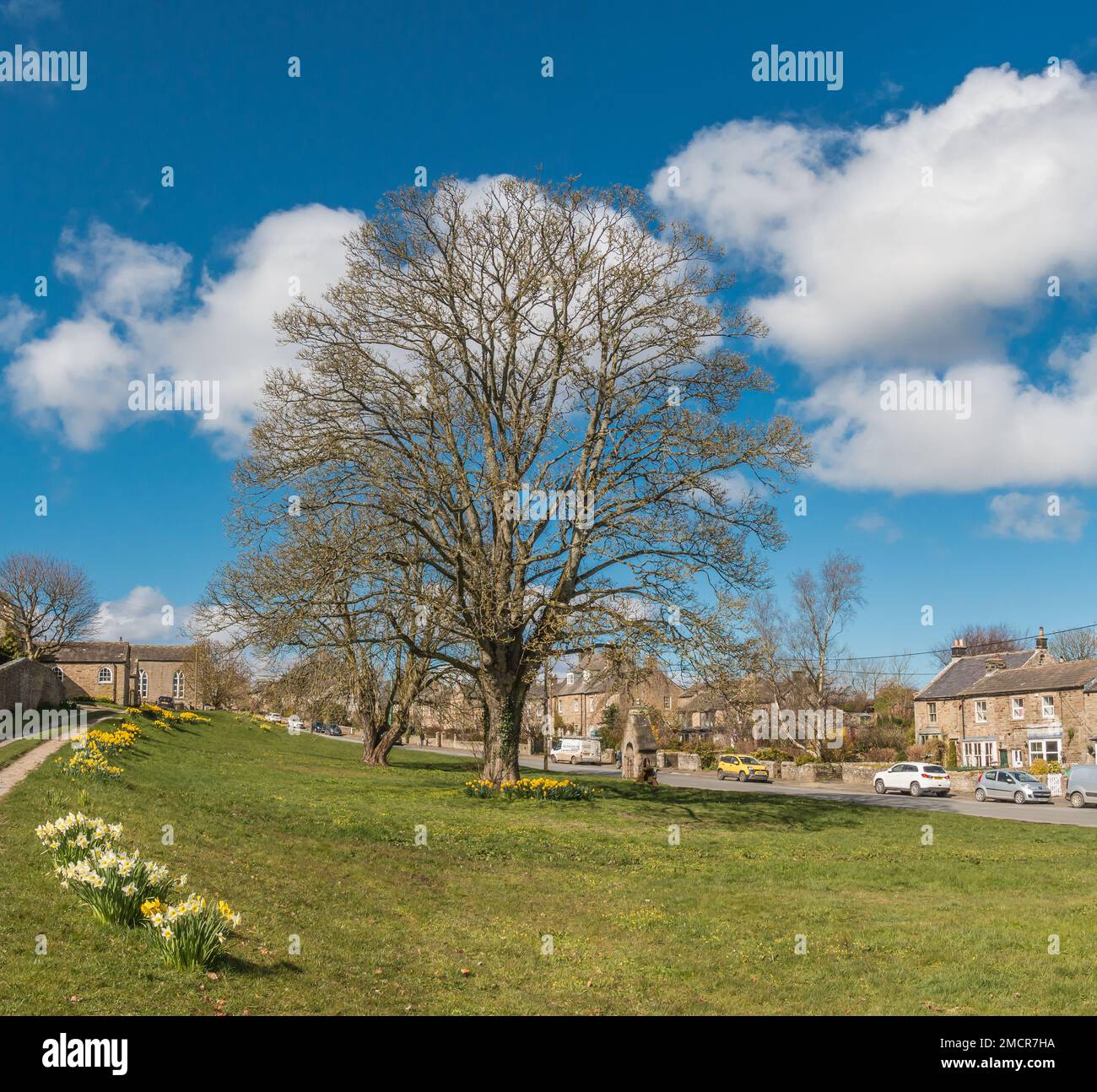 The village green and mature Ash tree in the conservation village of ...