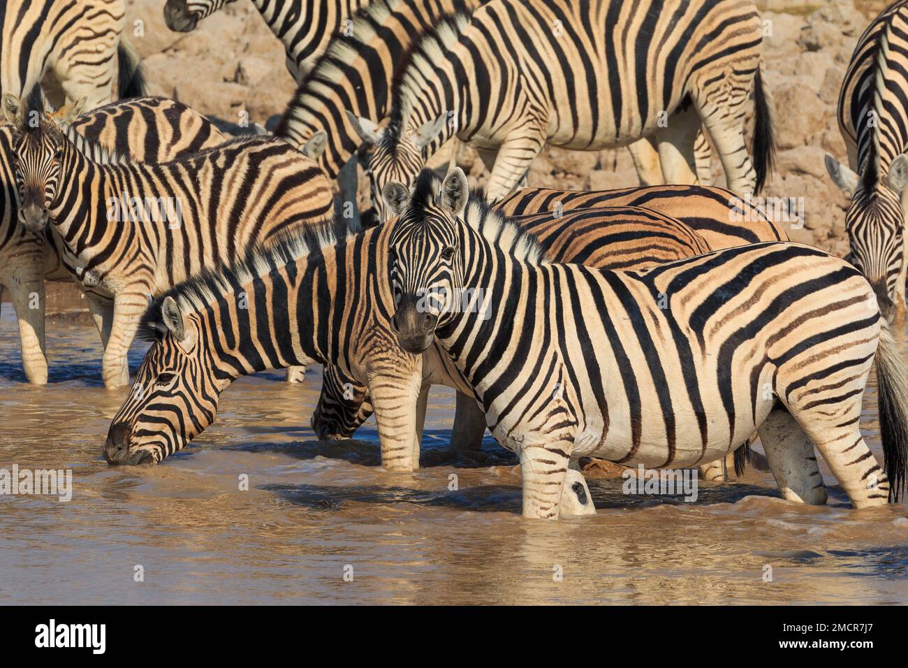 Zebras In Africa Habitat