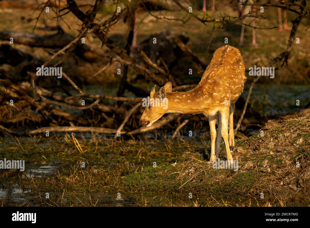 female spotted deer or chital or axis deer or axis axis in wild natural ...