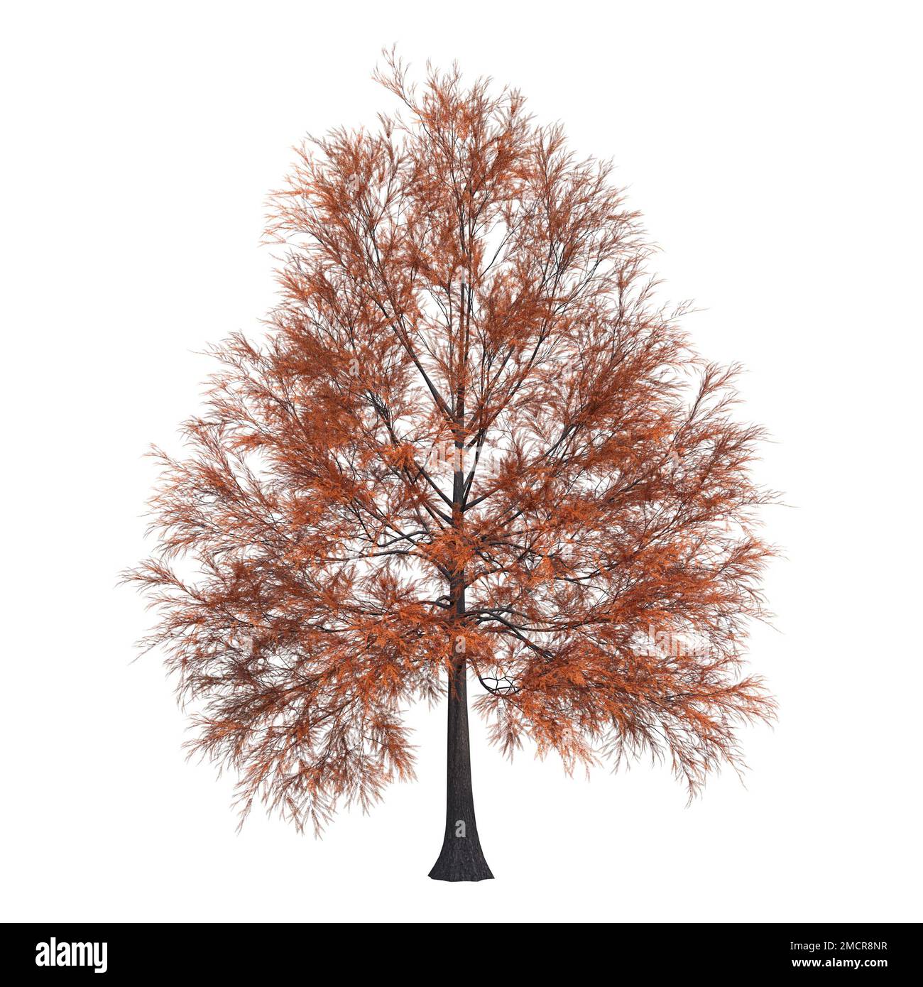 autumn tree isolated on white background, 3D illustration, cg render ...