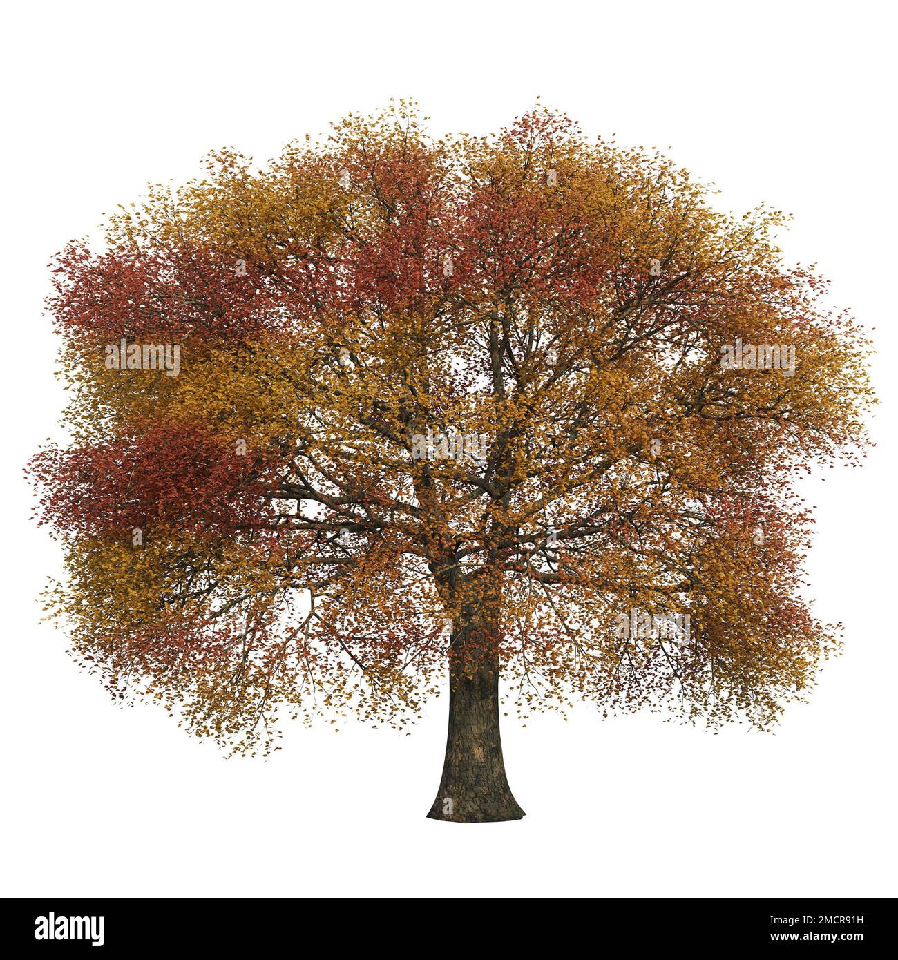 autumn tree isolated on white background, 3D illustration, cg render ...