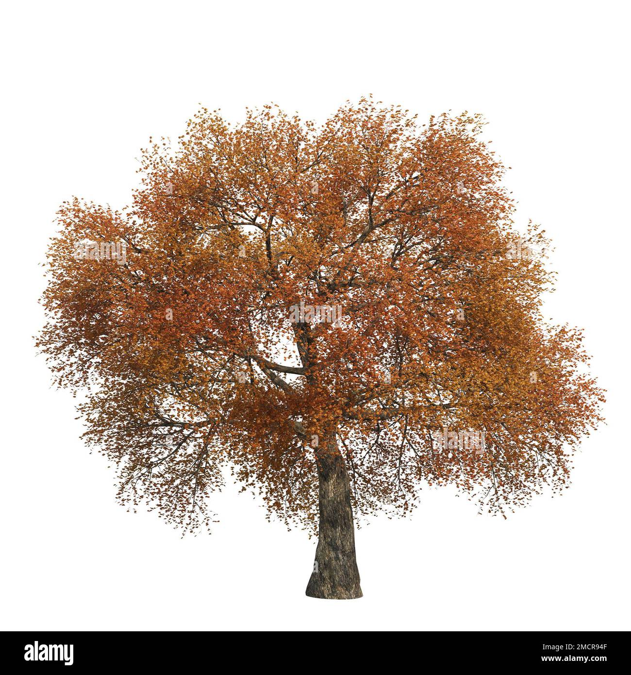 autumn tree isolated on white background, 3D illustration, cg render ...