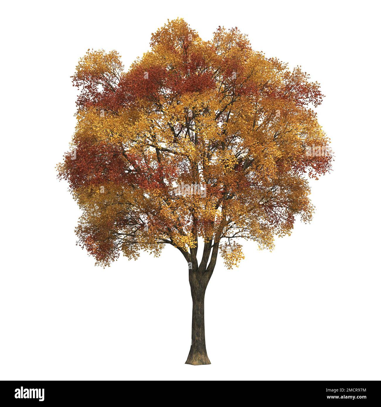 autumn tree isolated on white background, 3D illustration, cg render ...