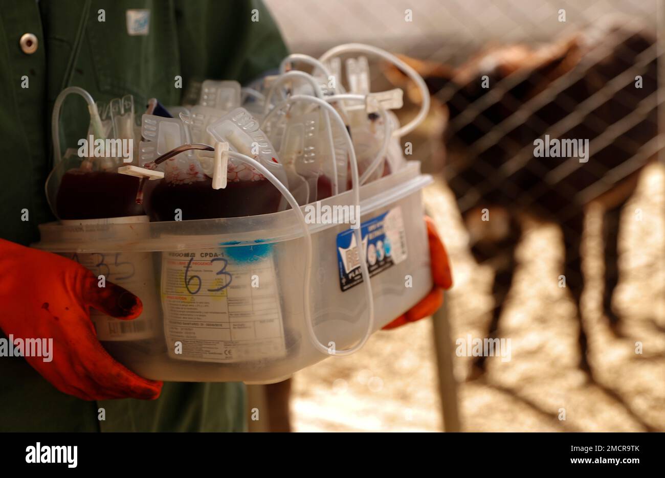 Dr. Williams Velasco carrys bags of collected donkey blood plasma at ...