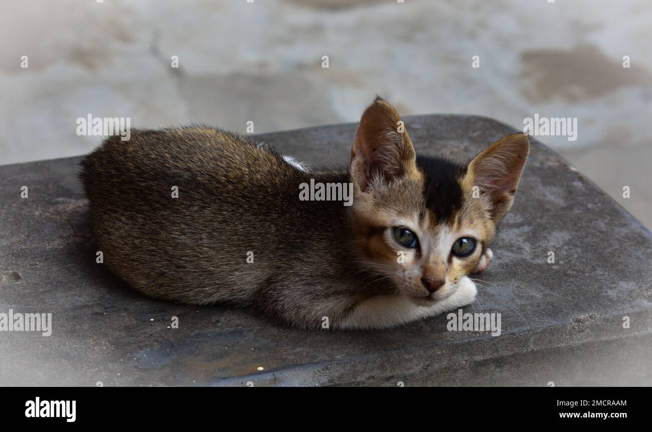 Indian kitten hi-res stock photography and images - Alamy