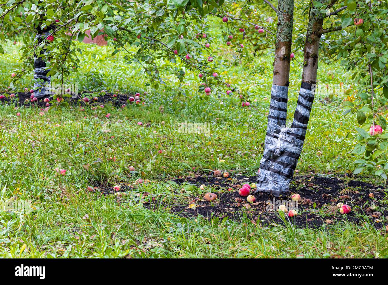 protection of a tree trunk from rodents. protecting the tree from pests ...
