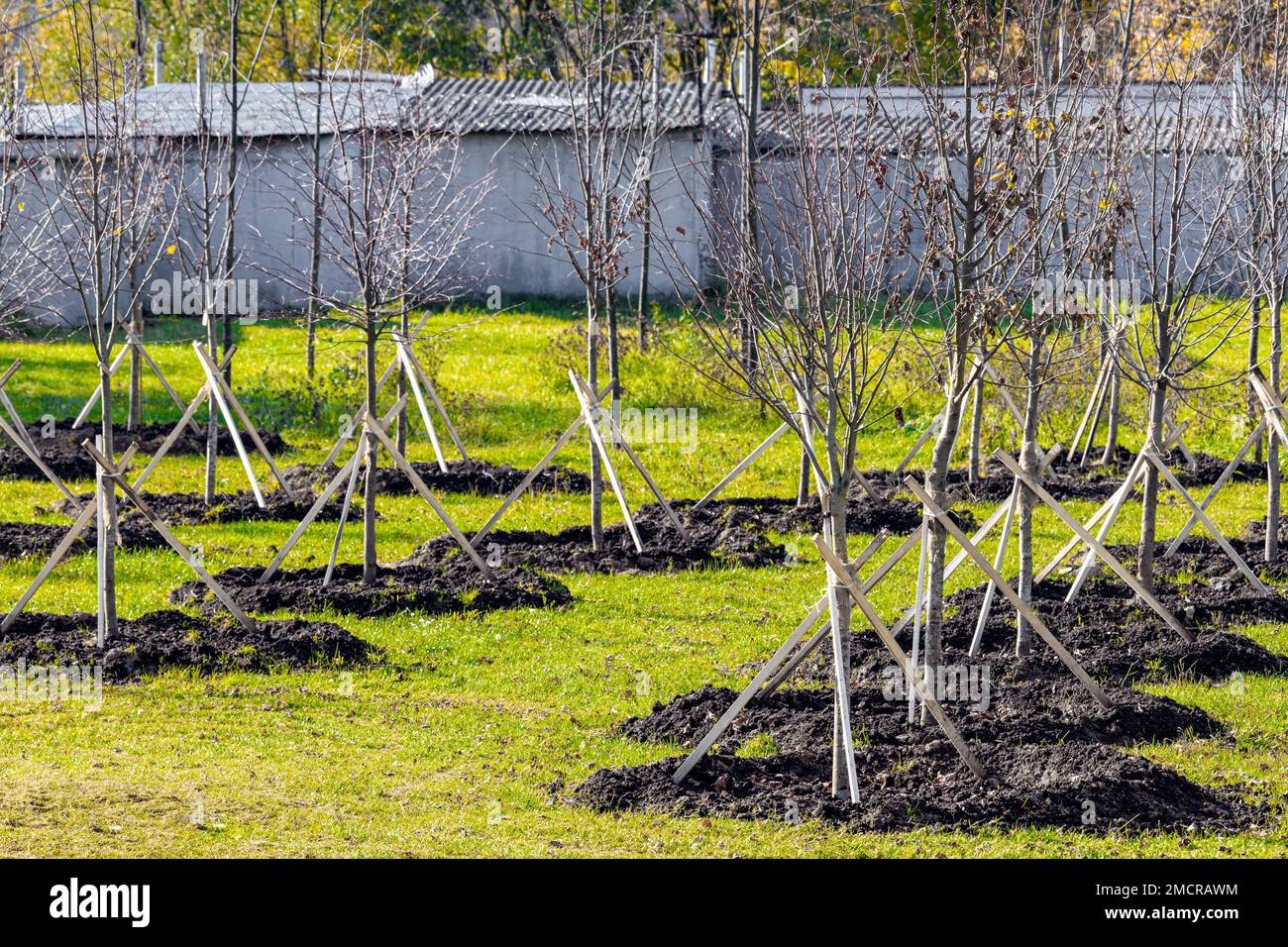planting young trees in the park in spring. tree planting. tree ...
