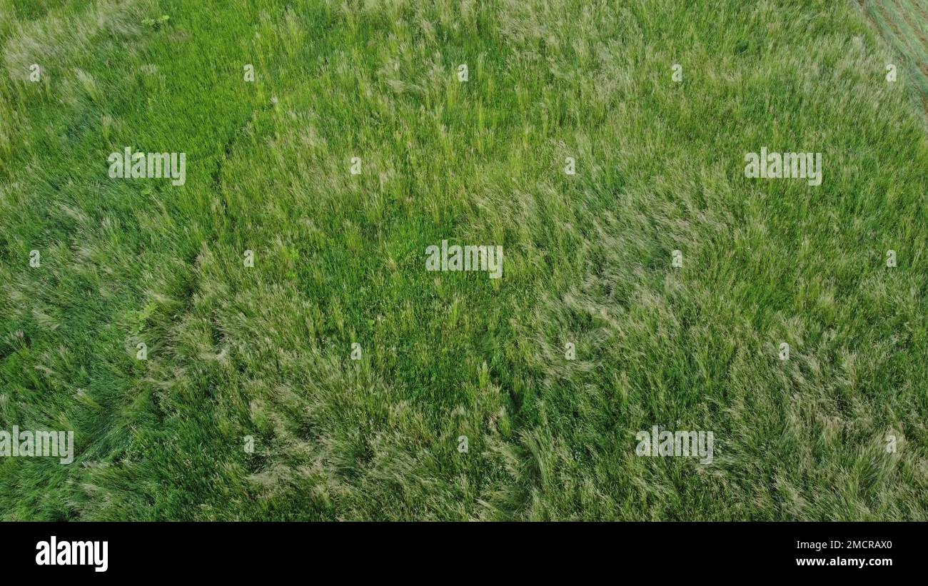 Natural meadow grass slowly swayed by wind blow. The beautiful green ...