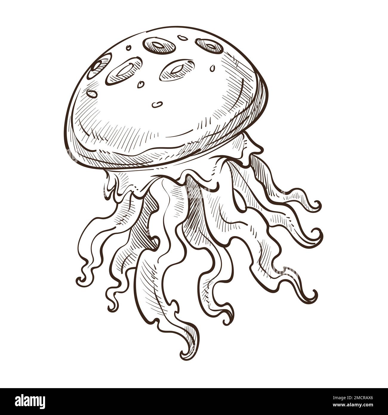 Medusa Animal Dibujo