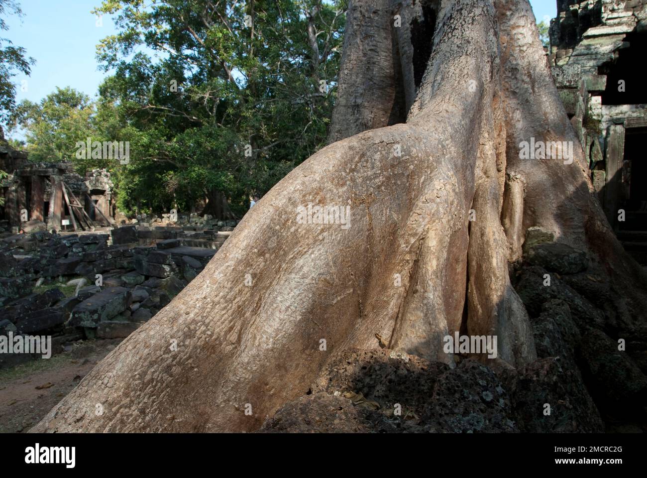 Large tree trunk, Ta Prohm temple, Angkor complex, Siem Riep, Cambodia ...