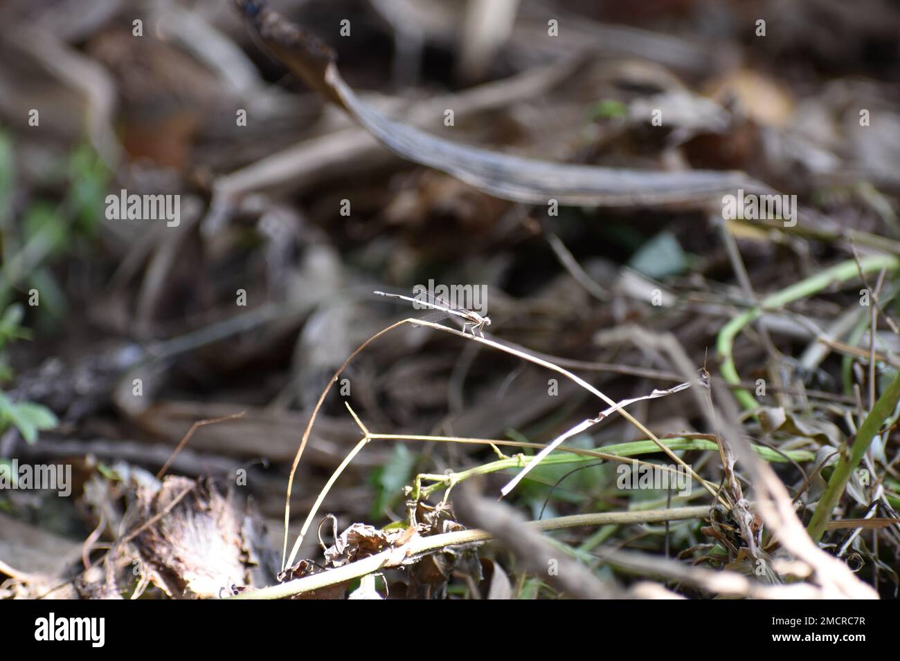 A small dragon fly sitting on grass Stock Photo - Alamy