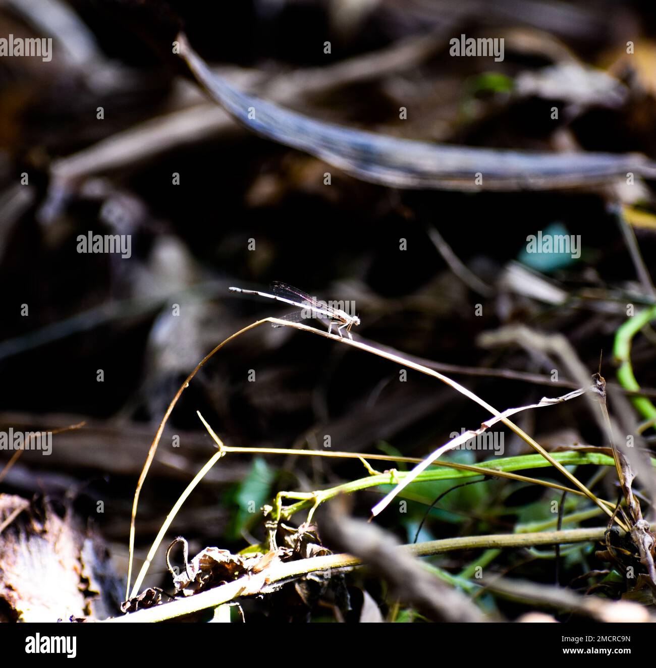 A small dragon fly sitting on grass Stock Photo - Alamy