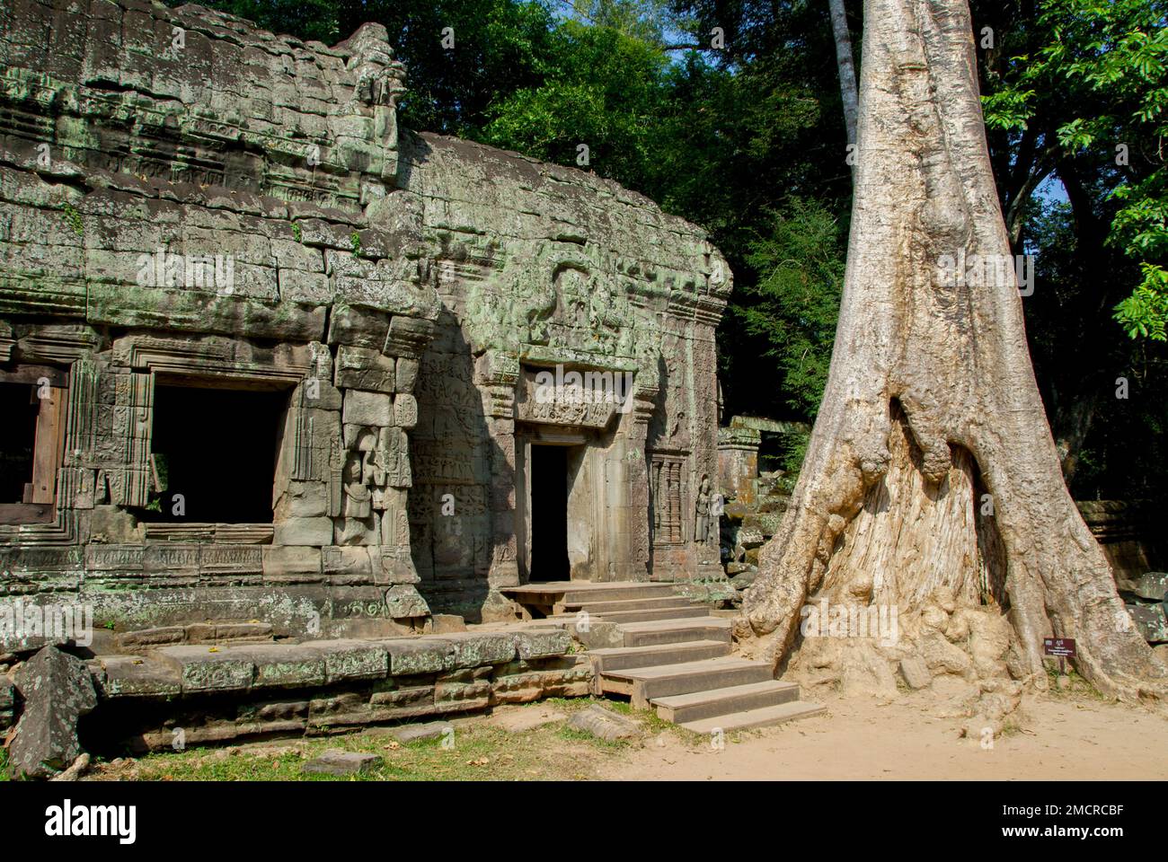 Fig Tree (Ficus sp) by gallery, Ta Prohm temple, Angkor complex, Siem ...