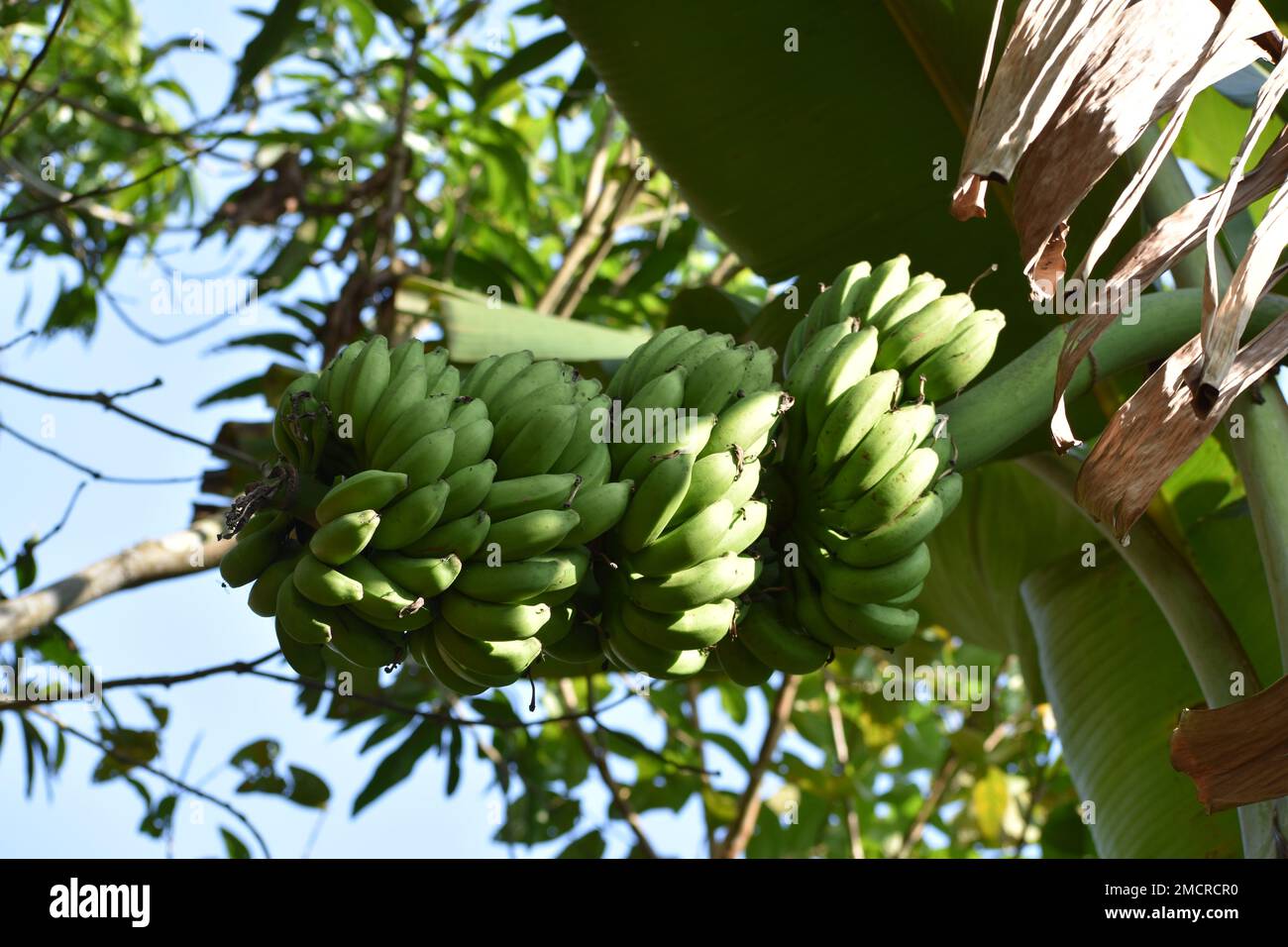Bananas hanging from banana tree Stock Photo - Alamy